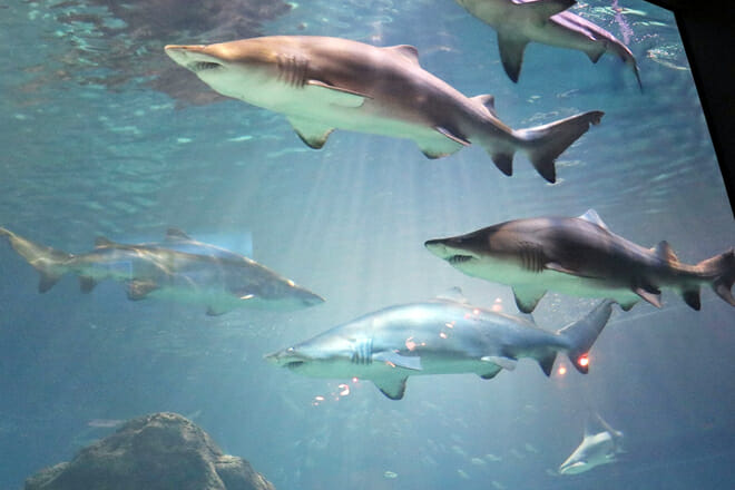 Adventure Aquarium — Camden