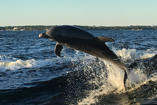Alabama Gulf Coast Dolphin Cruise
