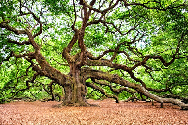Angel Oak &mdash; Johns Island