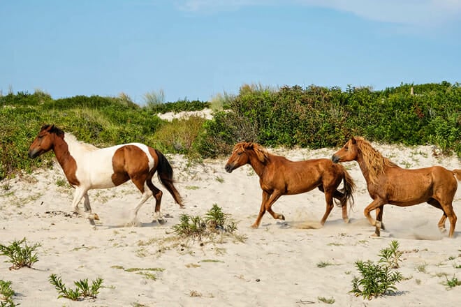 Assateague And Chincoteague Islands