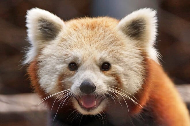 Brandywine Zoo &mdash; Wilmington