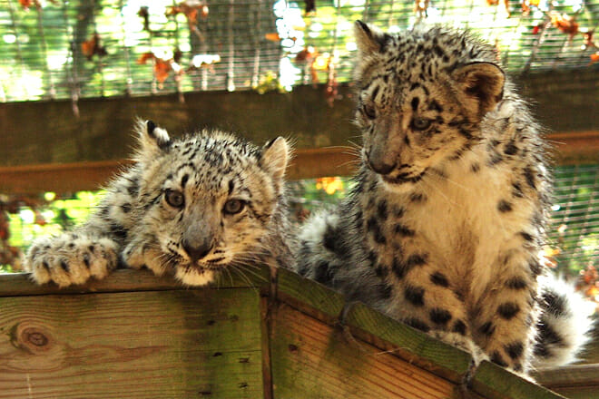 Cape May County Park And Zoo — Cape May Court House