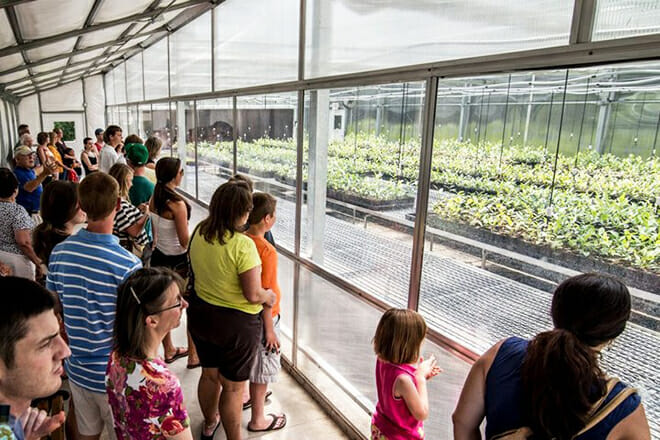 Charleston Tea Plantation &mdash; Wadmalaw Island