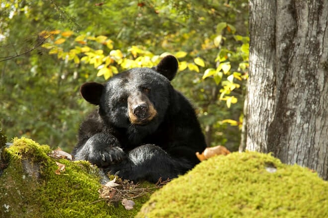 Clark&rsquo;s Bears &mdash; Lincoln