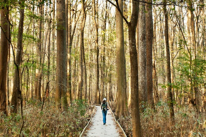 Congaree National Park &mdash; Hopkins