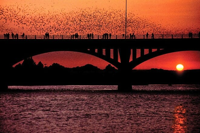 Congress Bridge Bats