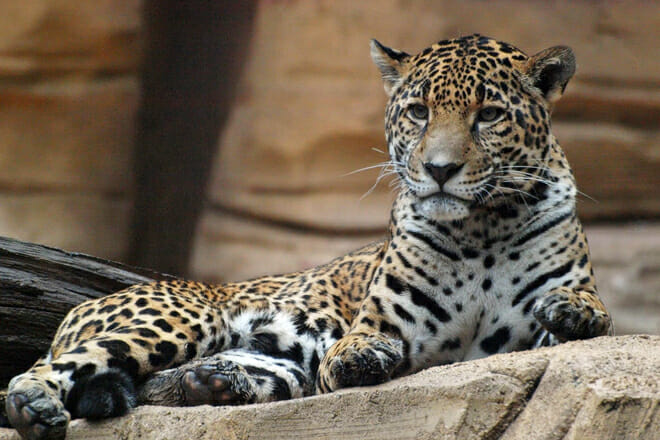 Essex County Turtle Back Zoo — West Orange