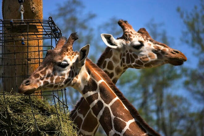 Fort Wayne Children’s Zoo
