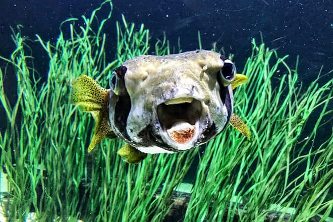 Great Lakes Aquarium &mdash; Duluth