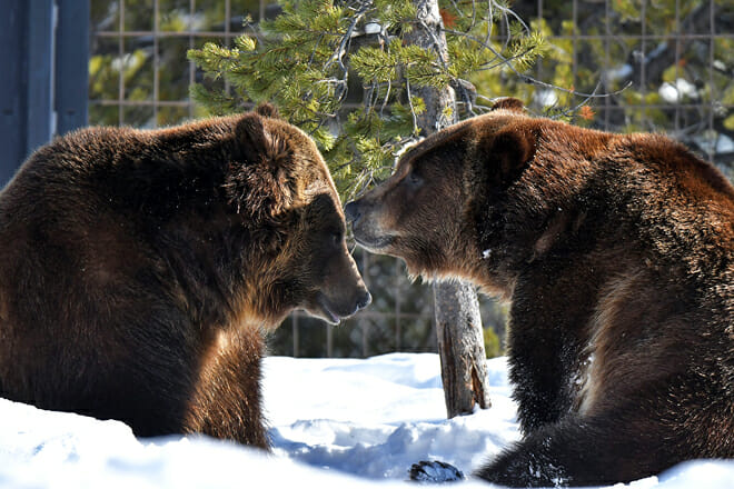 Grizzly And Wolf Discovery Center