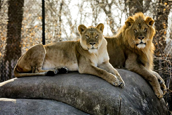 Henry Vilas Zoo &mdash; Madison