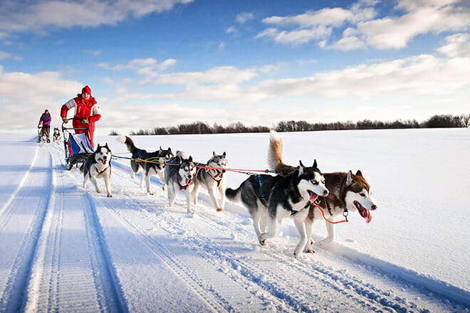 Husky Homestead &mdash; Denali Park