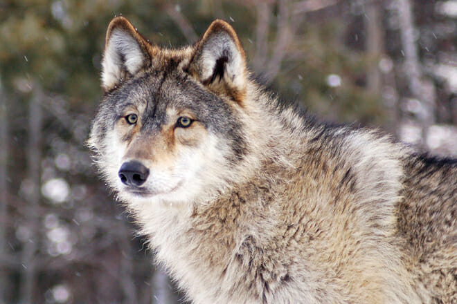 International Wolf Center &mdash; Ely