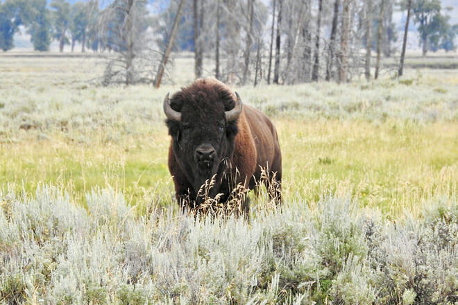 Lamar Valley &mdash; Yellowstone National Park