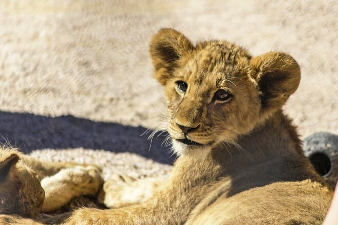 Lion Habitat Ranch Inc — Henderson