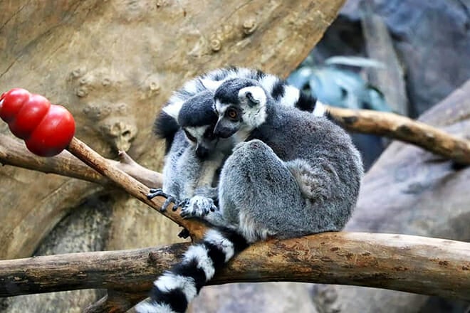 Minnesota Zoo &mdash; Apple Valley