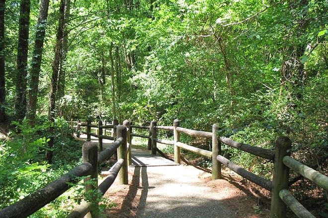Mississippi Petrified Forest