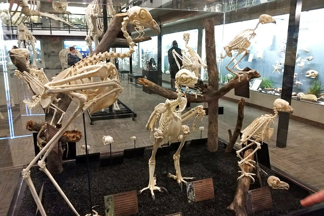 Museum of Osteology and Skulls Unlimited