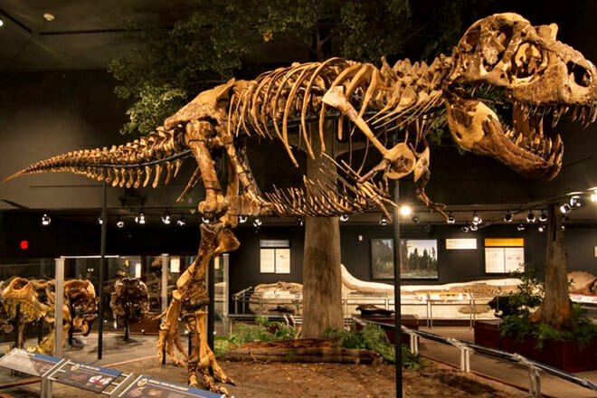 Museum Of The Rockies &mdash; Bozeman