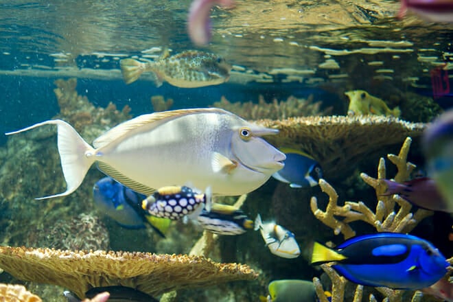 New England Aquarium &mdash; Boston