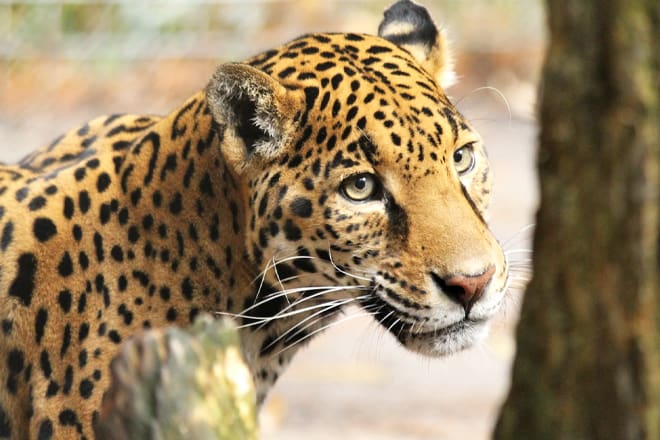 Salisbury Zoo &mdash; Salisbury