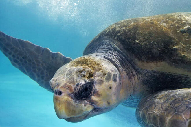 South Carolina Aquarium &mdash; Charleston
