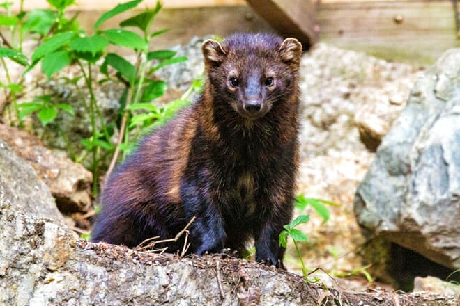 Squam Lakes Natural Science Center &mdash; Holderness