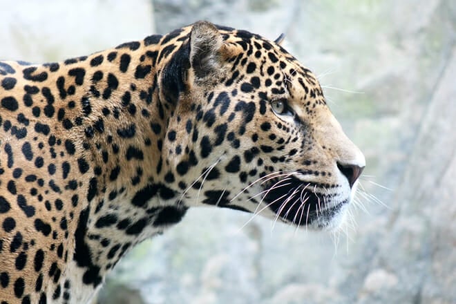 Stone Zoo &mdash; Stoneham