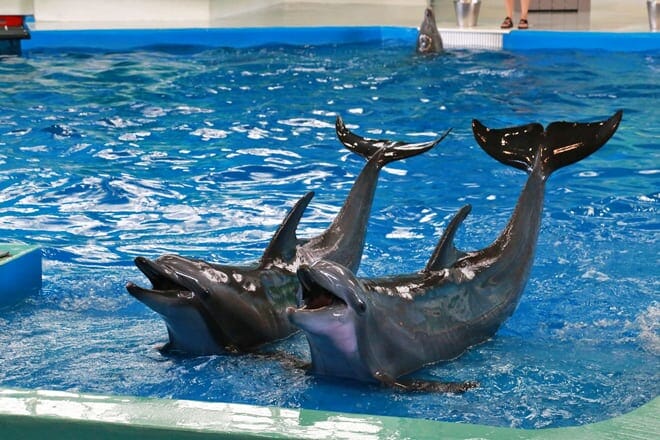 The Institute For Marine Mammal Studies