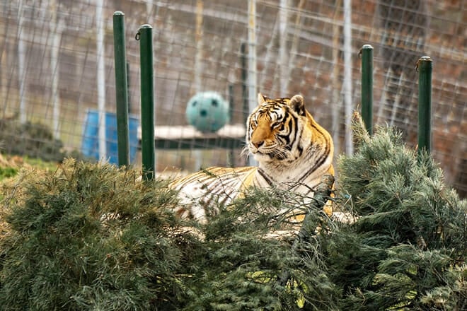 Turpentine Creek Wildlife Refuge &mdash; Eureka Springs
