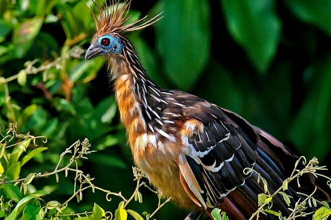 Vermont Institute Of Natural Science &mdash; Quechee