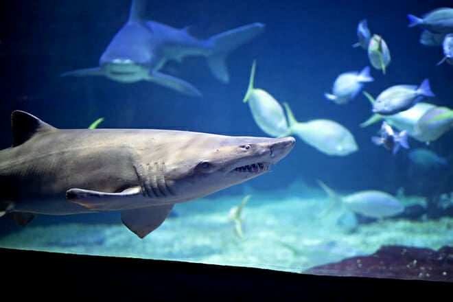 Virginia Aquarium Marine Science Center