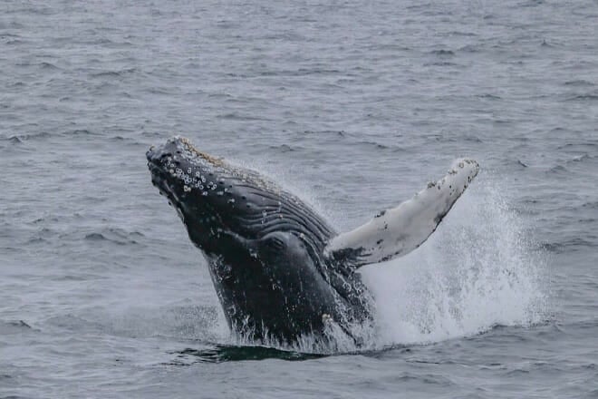 Whale Watching Tour in Gloucester