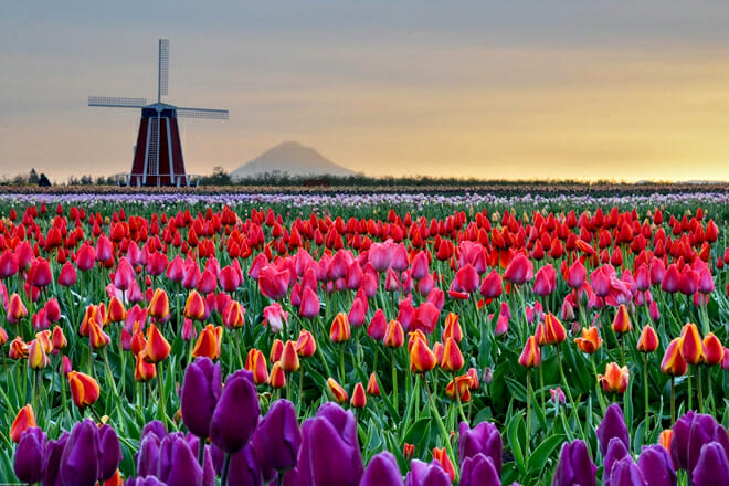 Wooden Shoe Tulip Farm Vineyard &mdash; Woodburn
