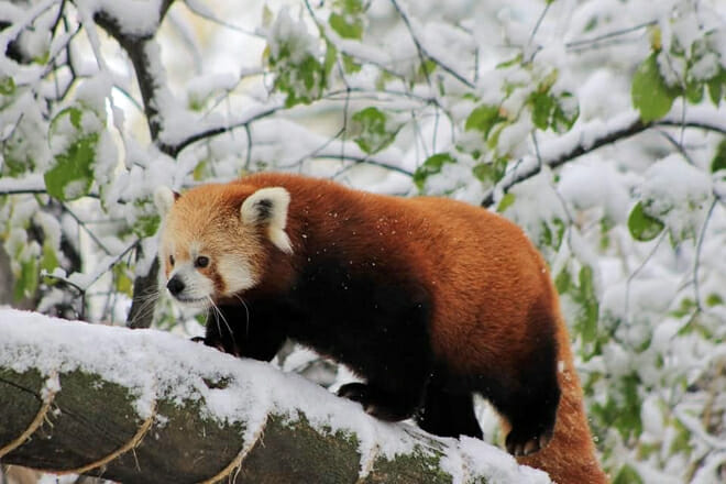 Zoomontana &mdash; Billings