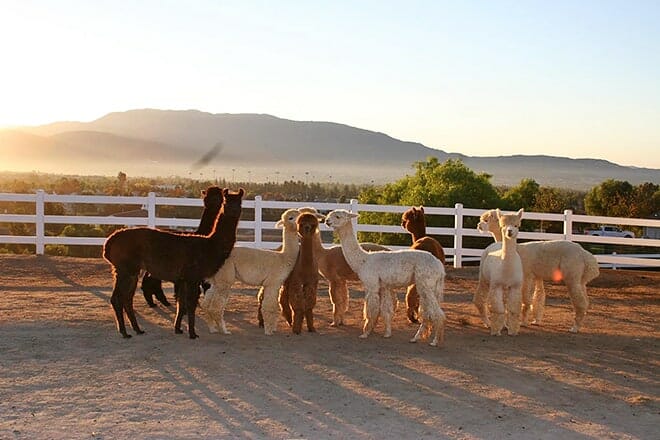 alpaca hacienda