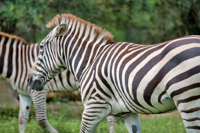 Arthur R. Marshall Loxahatchee National Wildlife Refuge