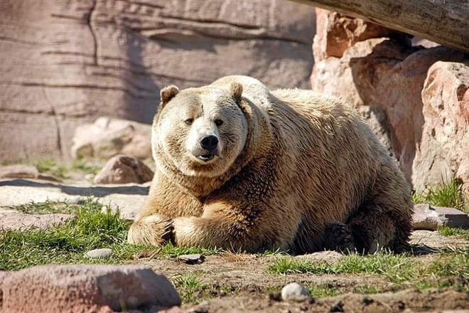 bear country usa &mdash; rapid city