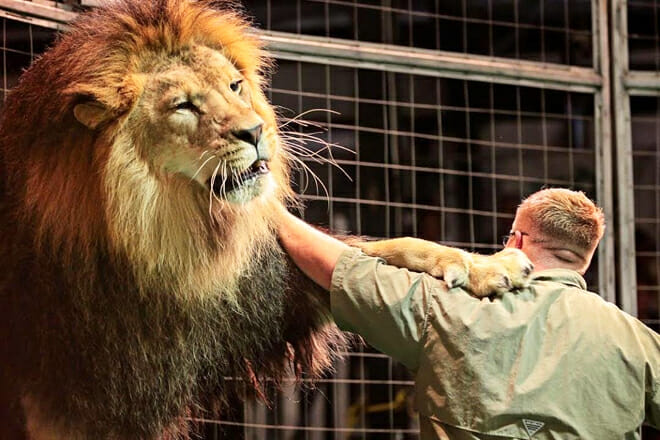 Big Cat Habitat Gulf Coast Sanctuary