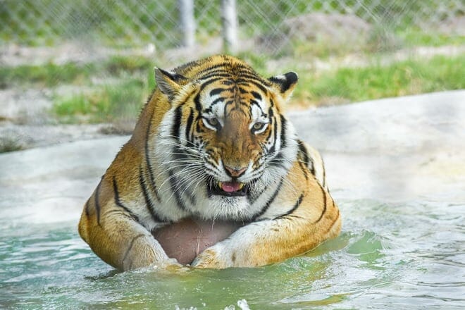 Big Cat Habitat & Gulf Coast Sanctuary
