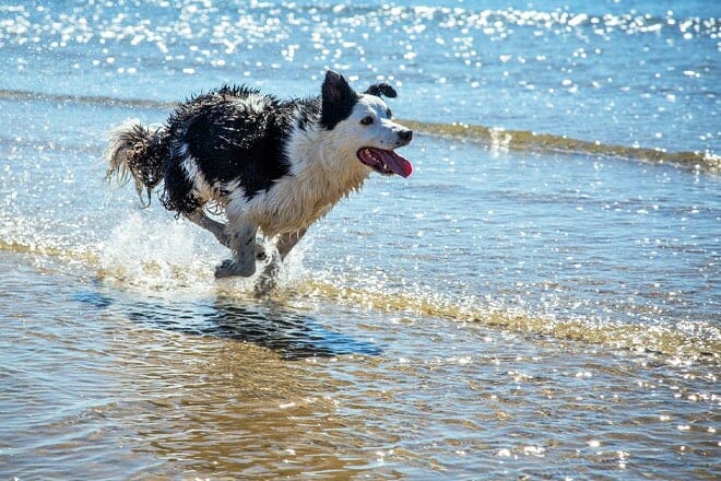 Bonita Beach Dog Beach Park