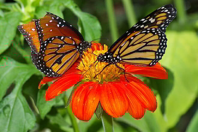 Butterfly Rainforest