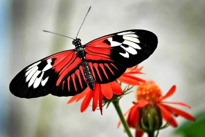 Butterfly World — Coconut Creek