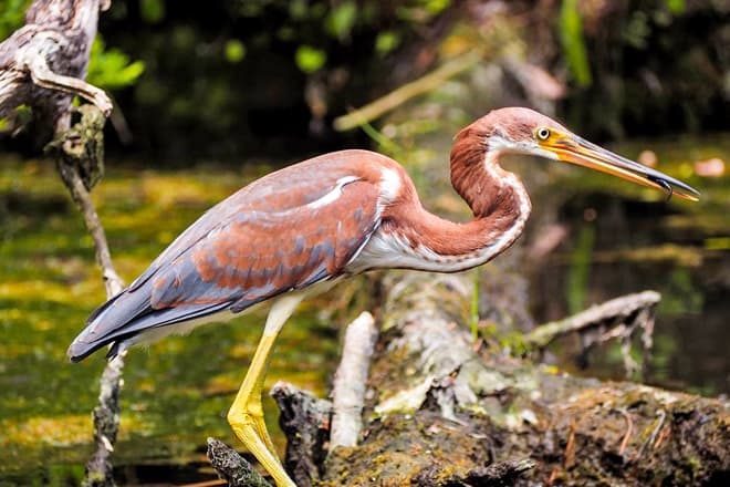 Chassahowitzka National Wildlife Refuge