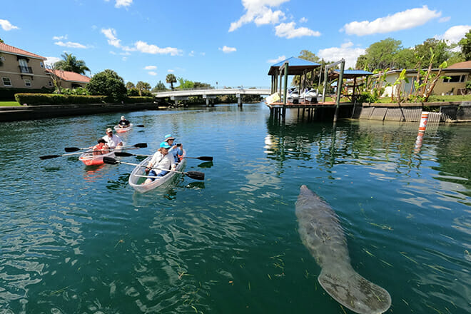 Clear Kayak Manatee Ecotour