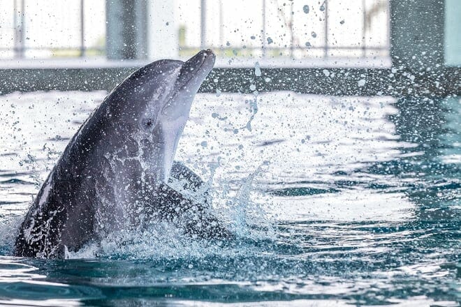 Clearwater Marine Aquarium