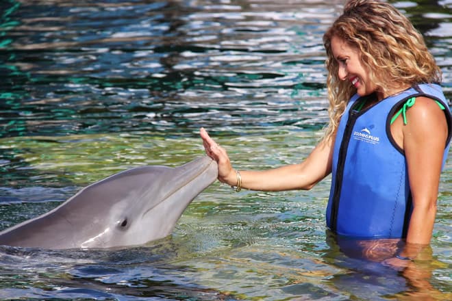 Dolphins Plus Bayside