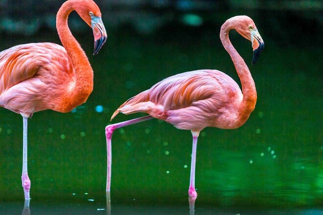 Flamingo Gardens — Davie