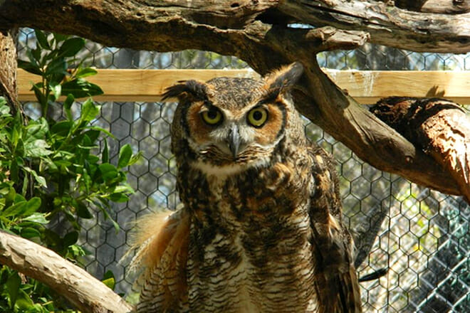 Florida Keys Wild Bird Rehabilitation Center