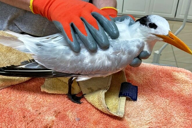 Florida Keys Wild Bird Rehabilitation Center